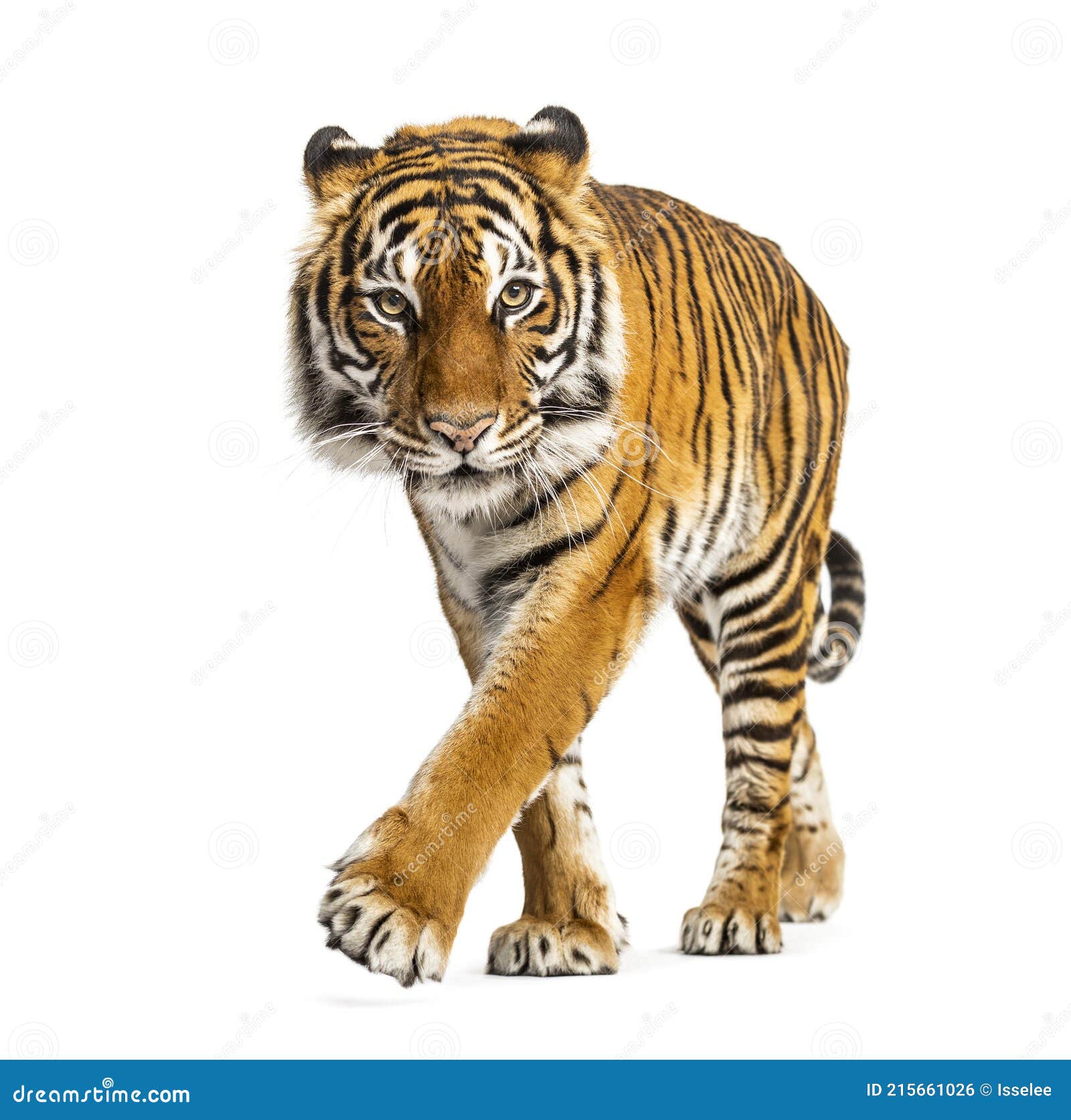 Adult Tiger isolated stock photo. Image of mammal, biodiversity - 215661026