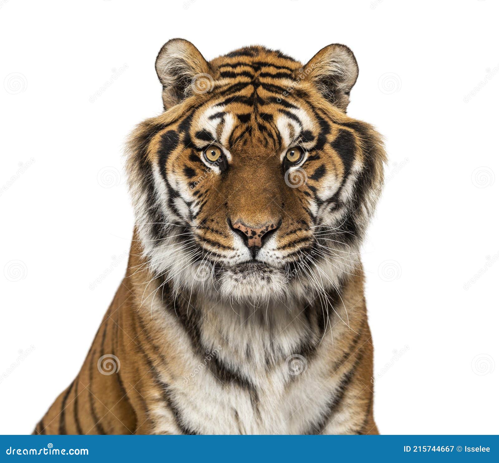 Adult Tiger isolated stock image. Image of panthera - 215744667