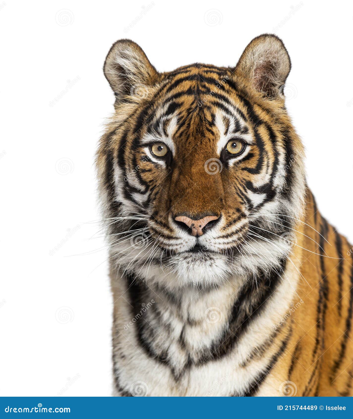 Adult Tiger isolated stock image. Image of portrait - 215744489