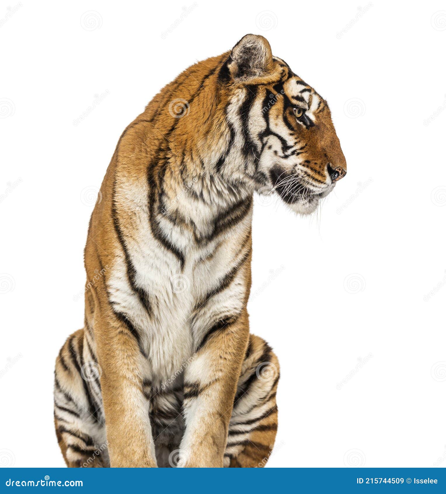 Adult Tiger isolated stock image. Image of striped, stripped - 215744509