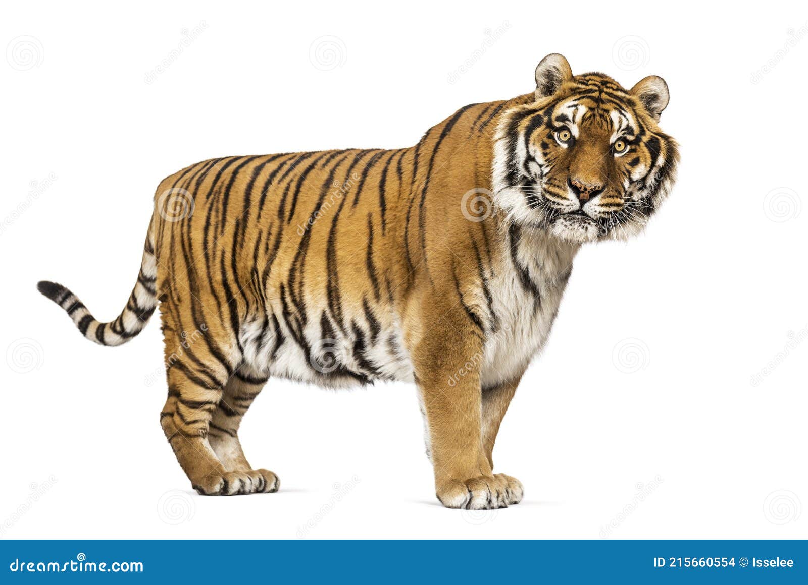 Adult Tiger isolated stock photo. Image of people, shot - 215660554