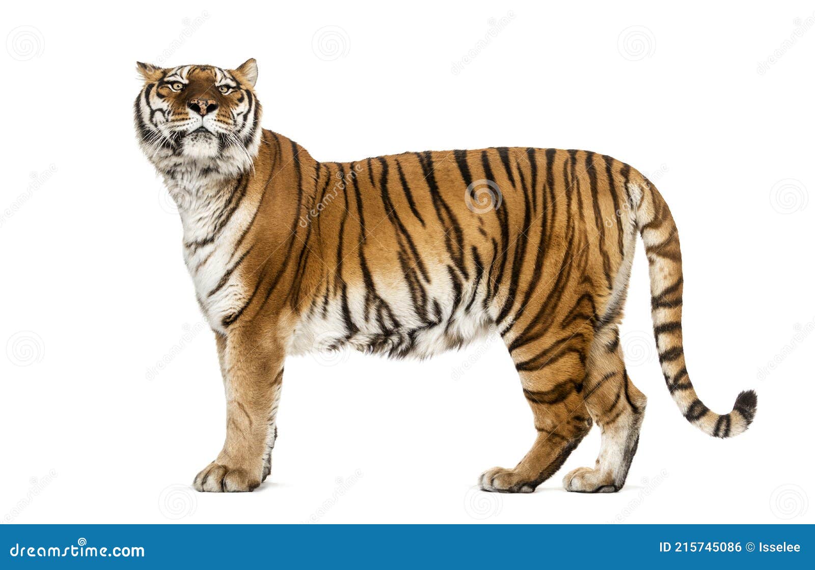 Adult Tiger isolated stock photo. Image of wildlife - 215745086