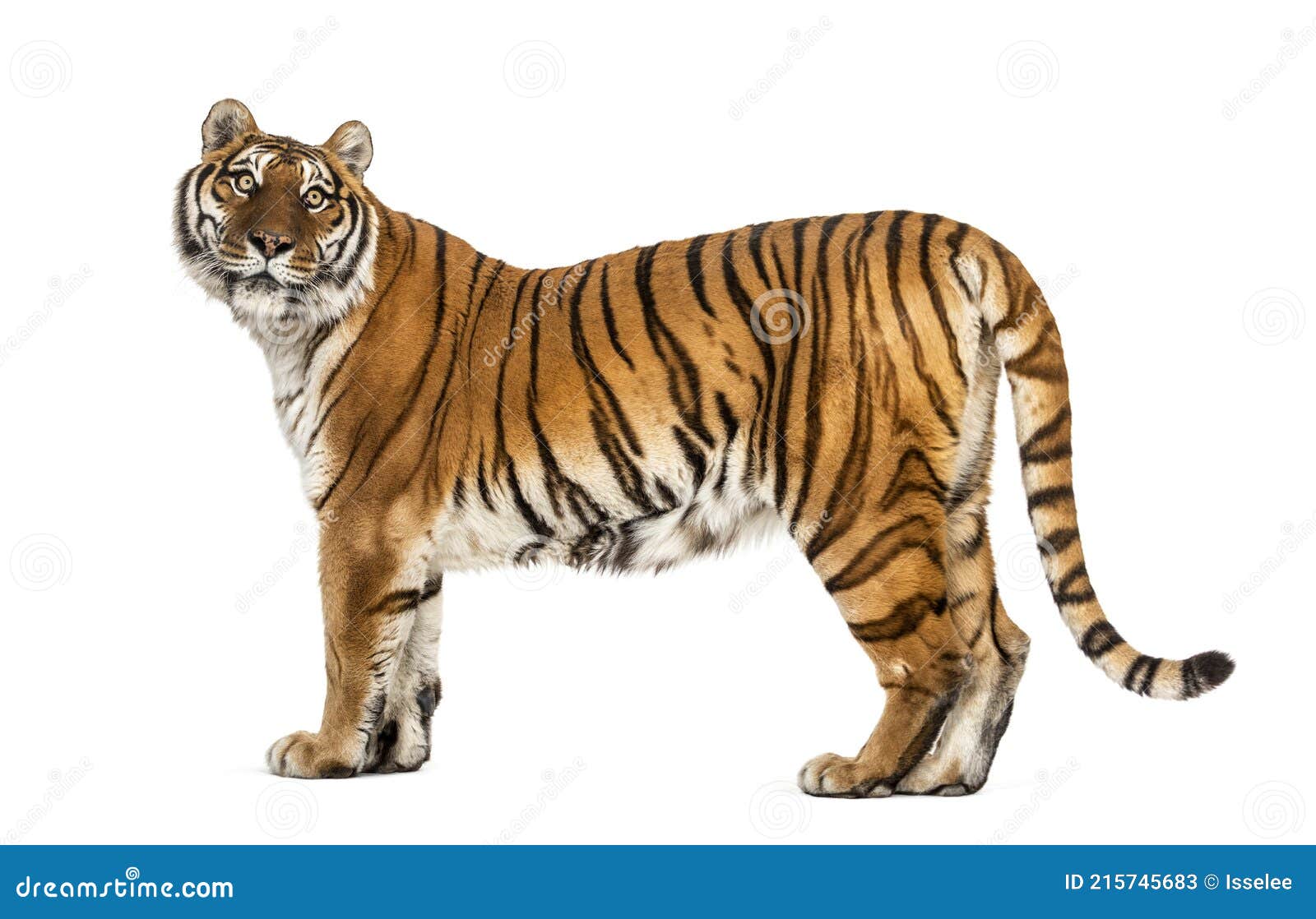 Adult Tiger isolated stock image. Image of tigris, people - 215745683