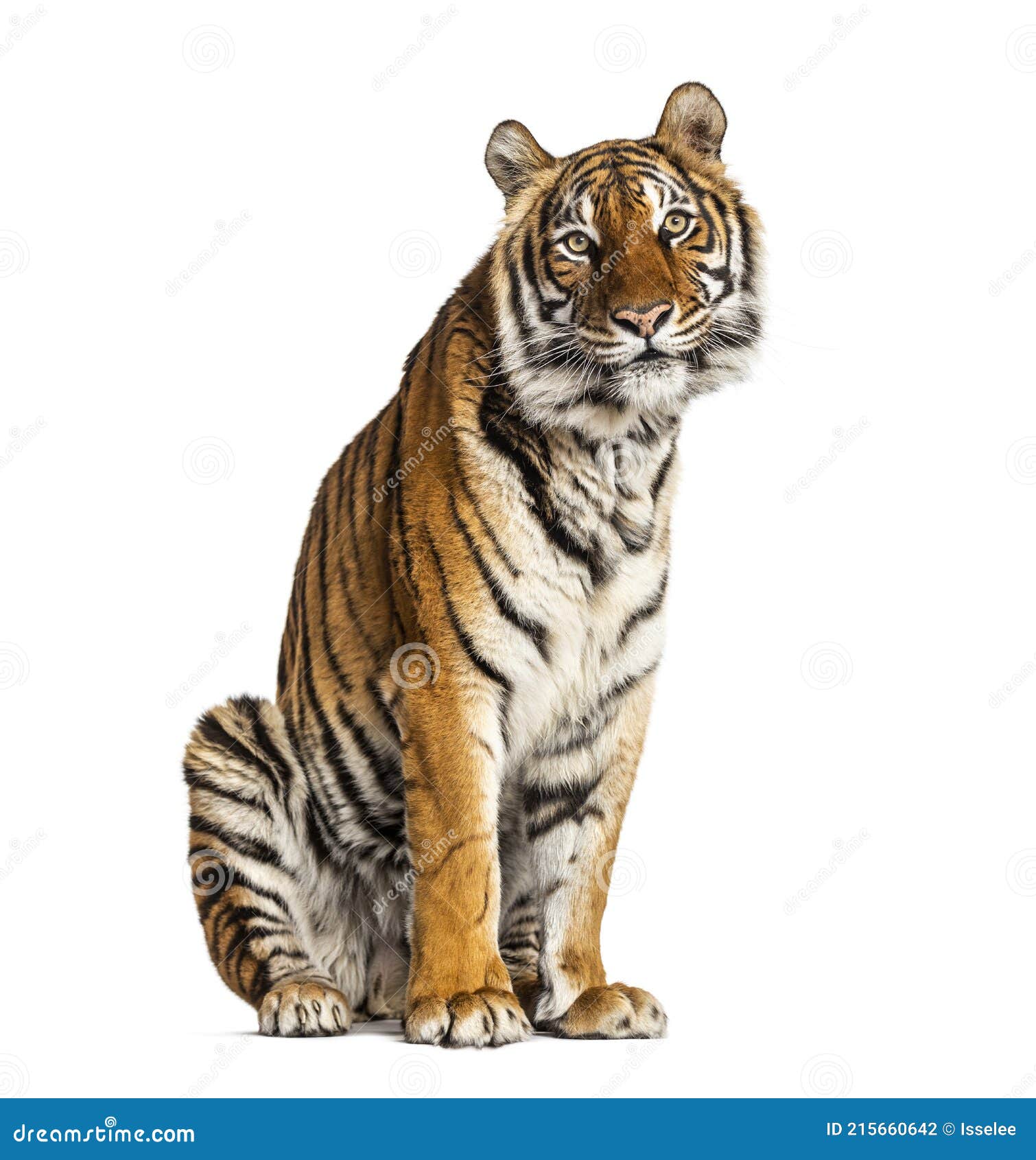 Adult Tiger isolated stock photo. Image of isolated - 215660642