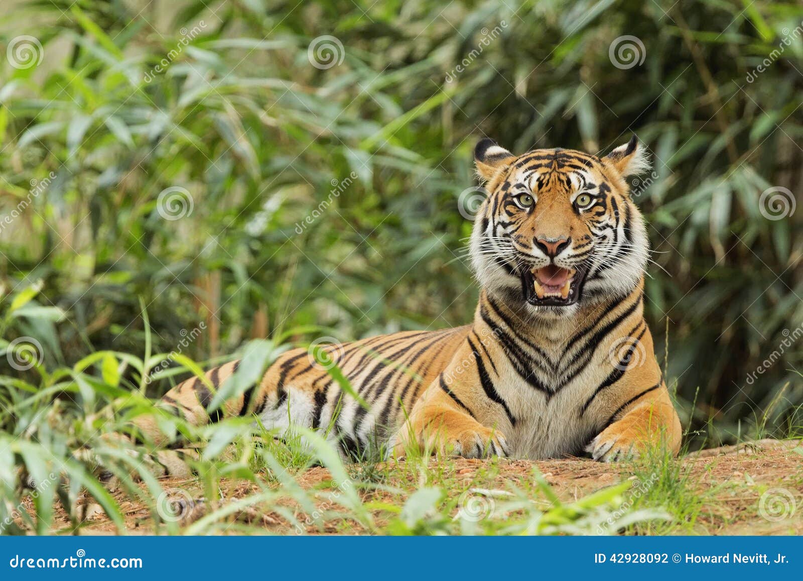 Adult Tiger Lying On Wooden Boards Royalty-Free Stock Image ...