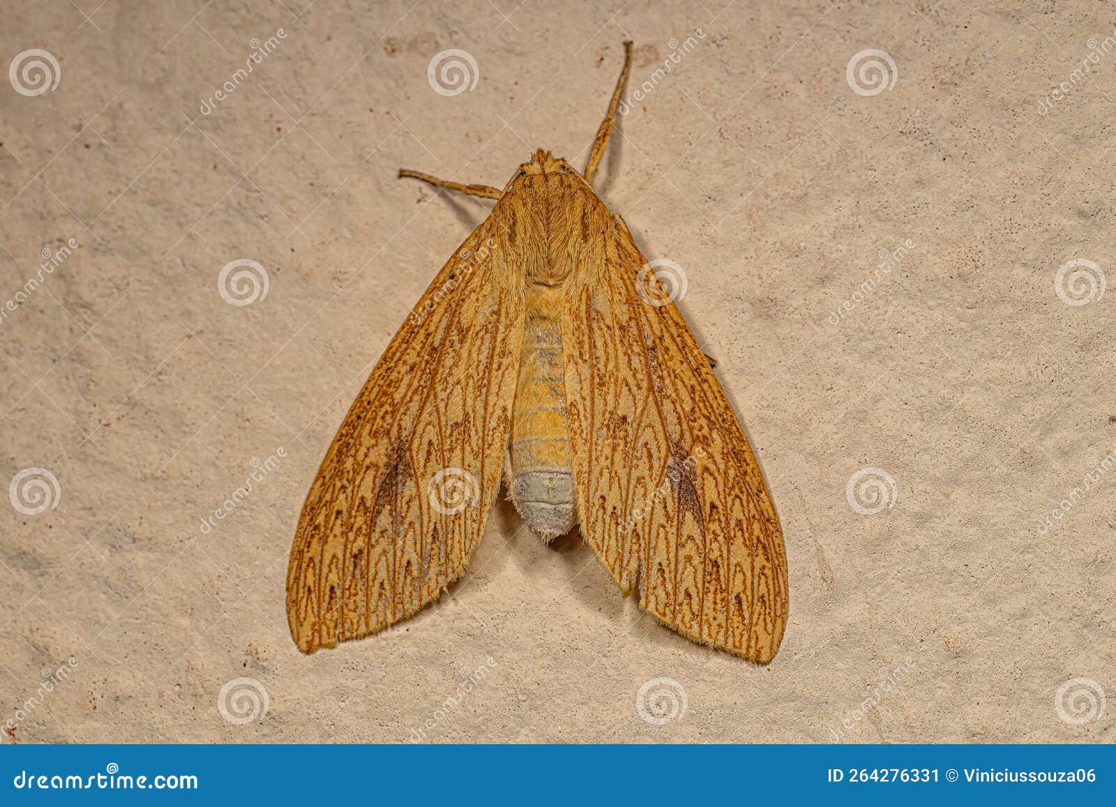 Adult Tiger Moth stock image. Image of entomology, insecta - 264276331