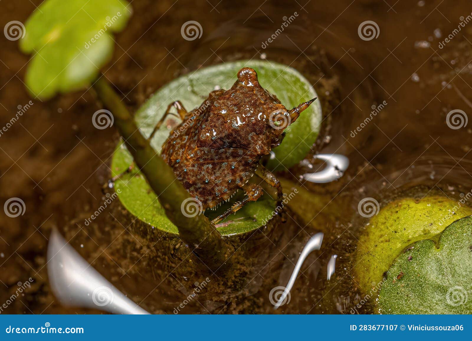 Adult Toad Bug stock image. Image of gelastocoris, macro - 283677107