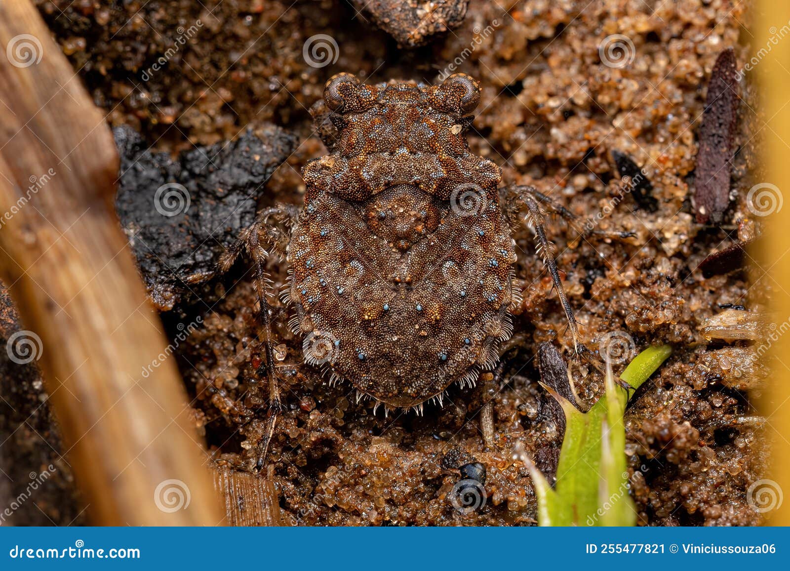 Adult Toad Bug stock image. Image of wild, gelastocoroidea - 255477821