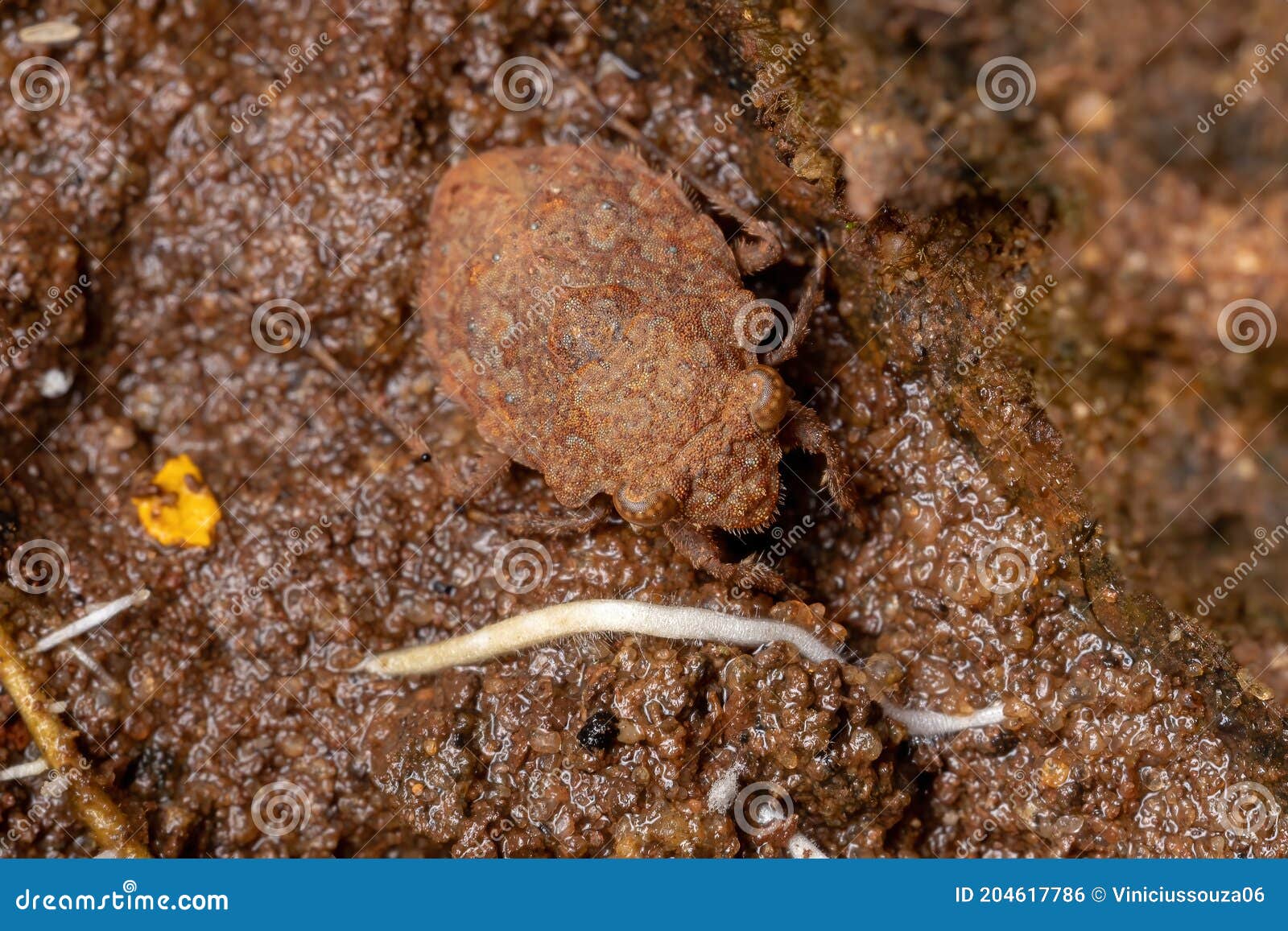 Adult Toad Bug stock photo. Image of invertebrate, macro - 204617786