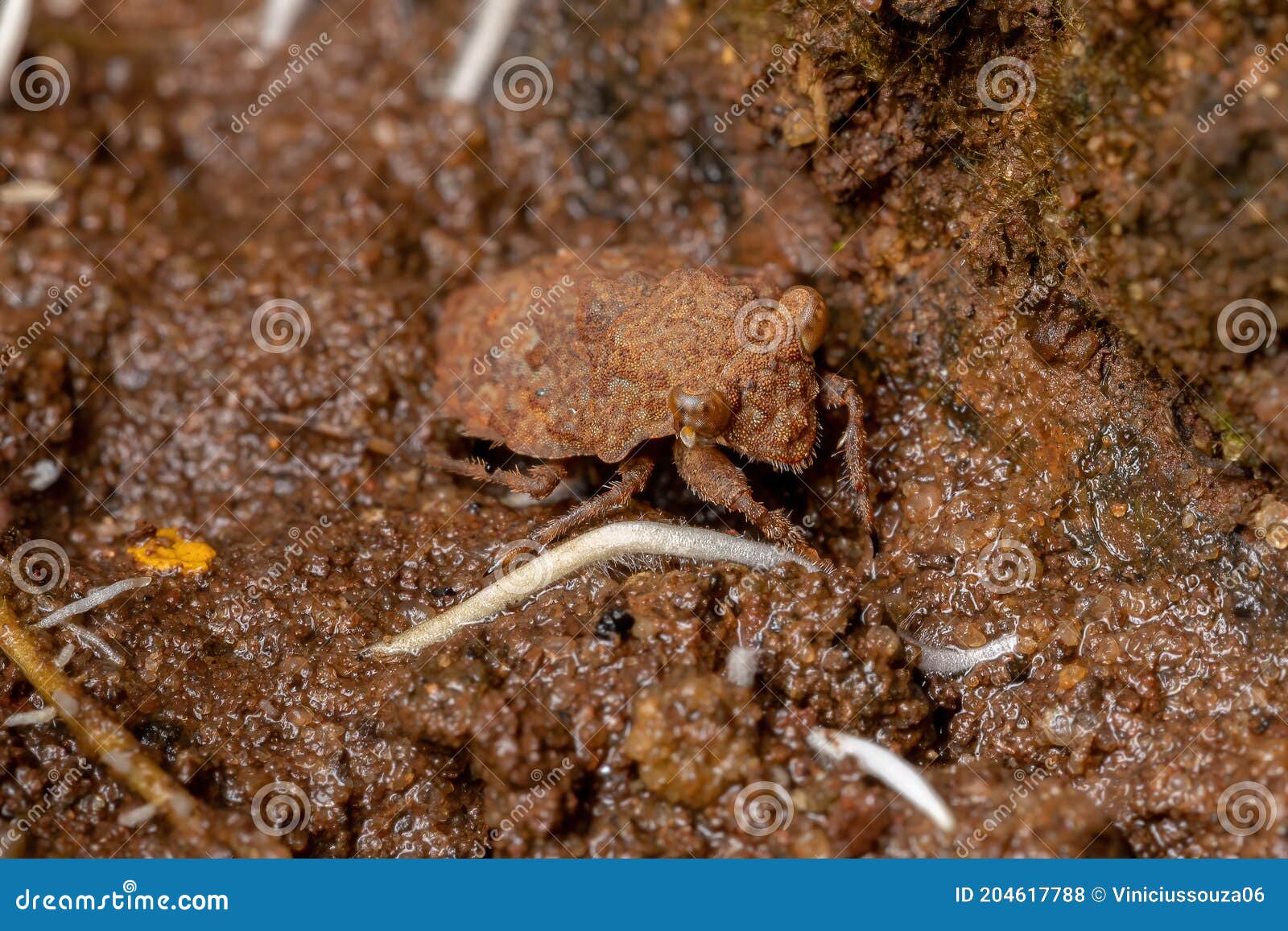 Adult Toad Bug stock photo. Image of nepomorpha, arthropod - 204617788