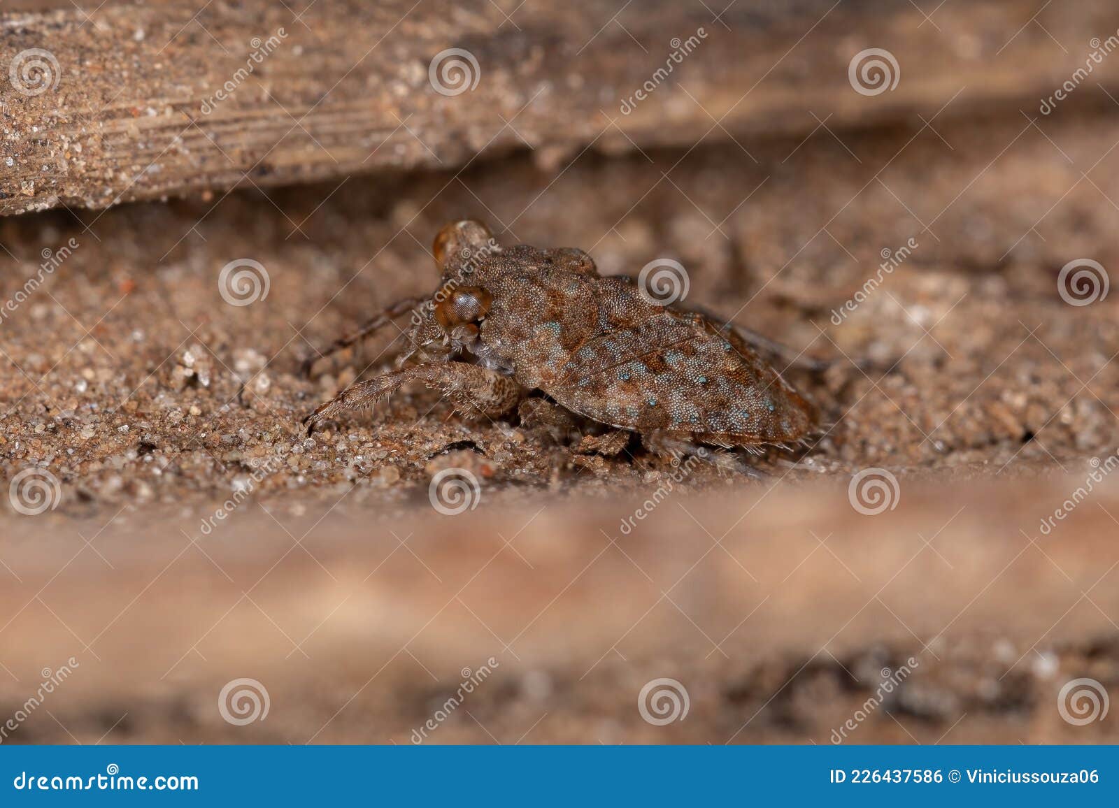 Adult Toad Bug stock photo. Image of macro, toad, gelastocoris - 226437586