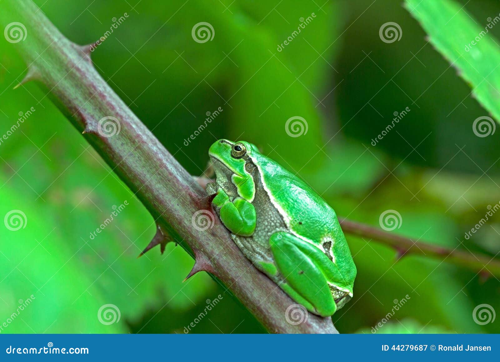 Adult Tree Frog is in a Bramble Stock Image - Image of netherlands ...