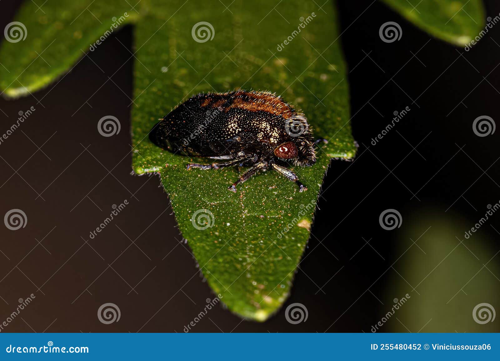 Adult Treehopper Insect stock photo. Image of detail - 255480452
