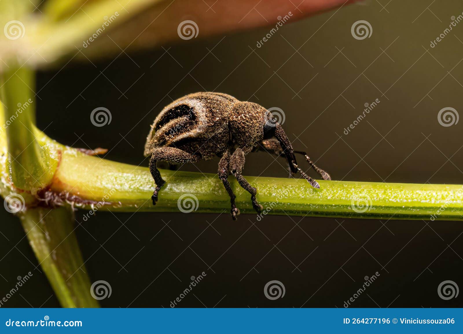 Adult true Weevil stock photo. Image of plant, cucujiformia - 264277196