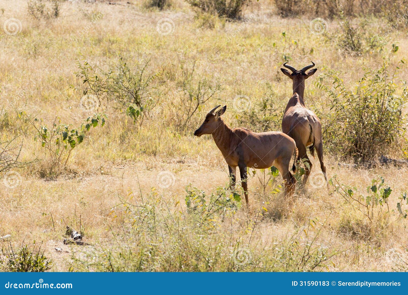 Adult Tsessebe stock image. Image of wild, outdoor, african - 31590183