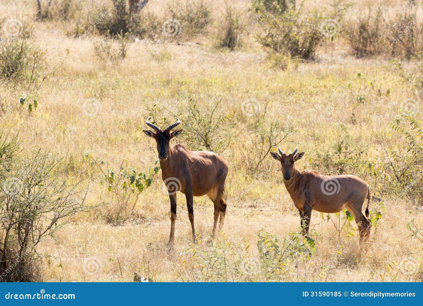 Adult Tsessebe stock image. Image of wild, nature, sunset - 31590185