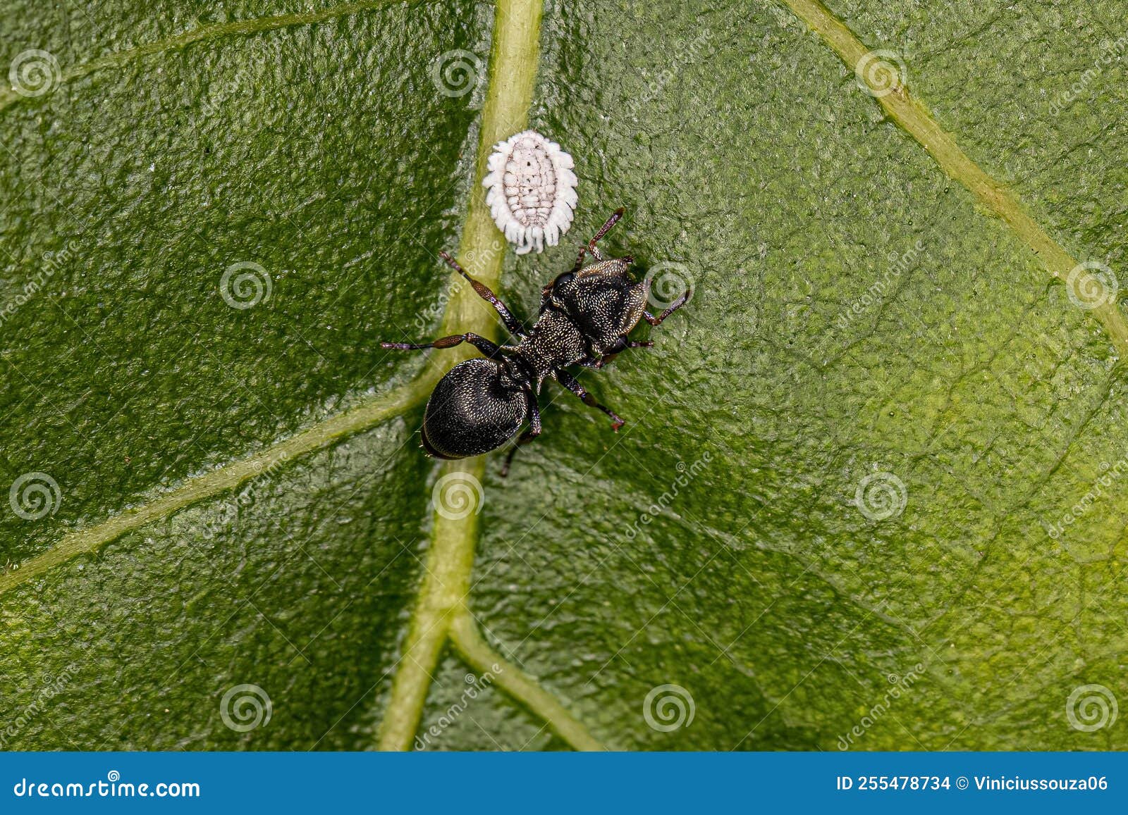 Adult Turtle Ant stock photo. Image of arthropoda, worker - 255478734