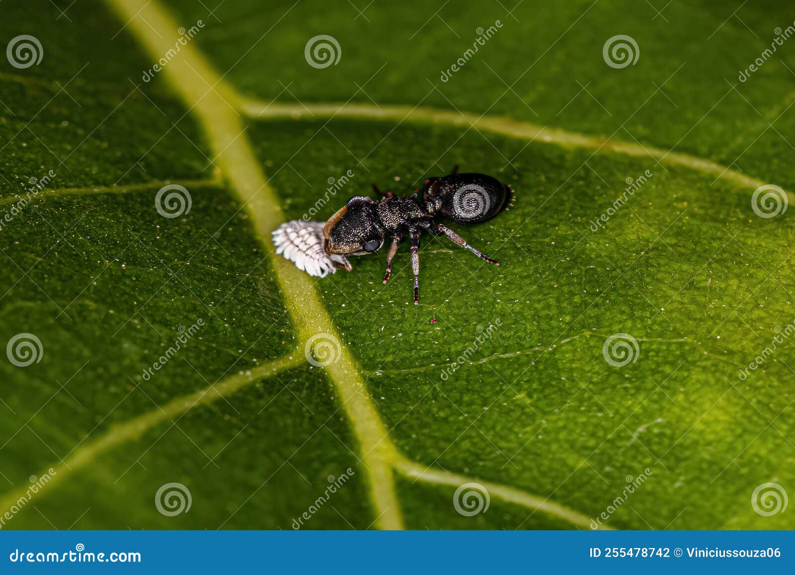 Adult Turtle Ant stock photo. Image of arthropod, tortoise - 255478742