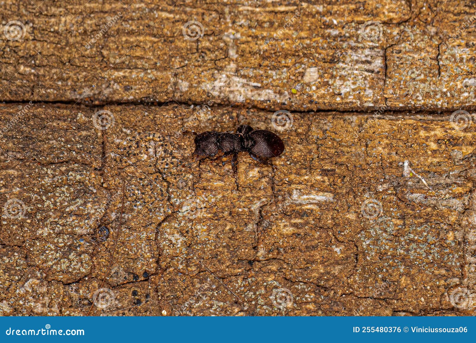 Adult Turtle Ant stock photo. Image of fauna, formicidae - 255480376