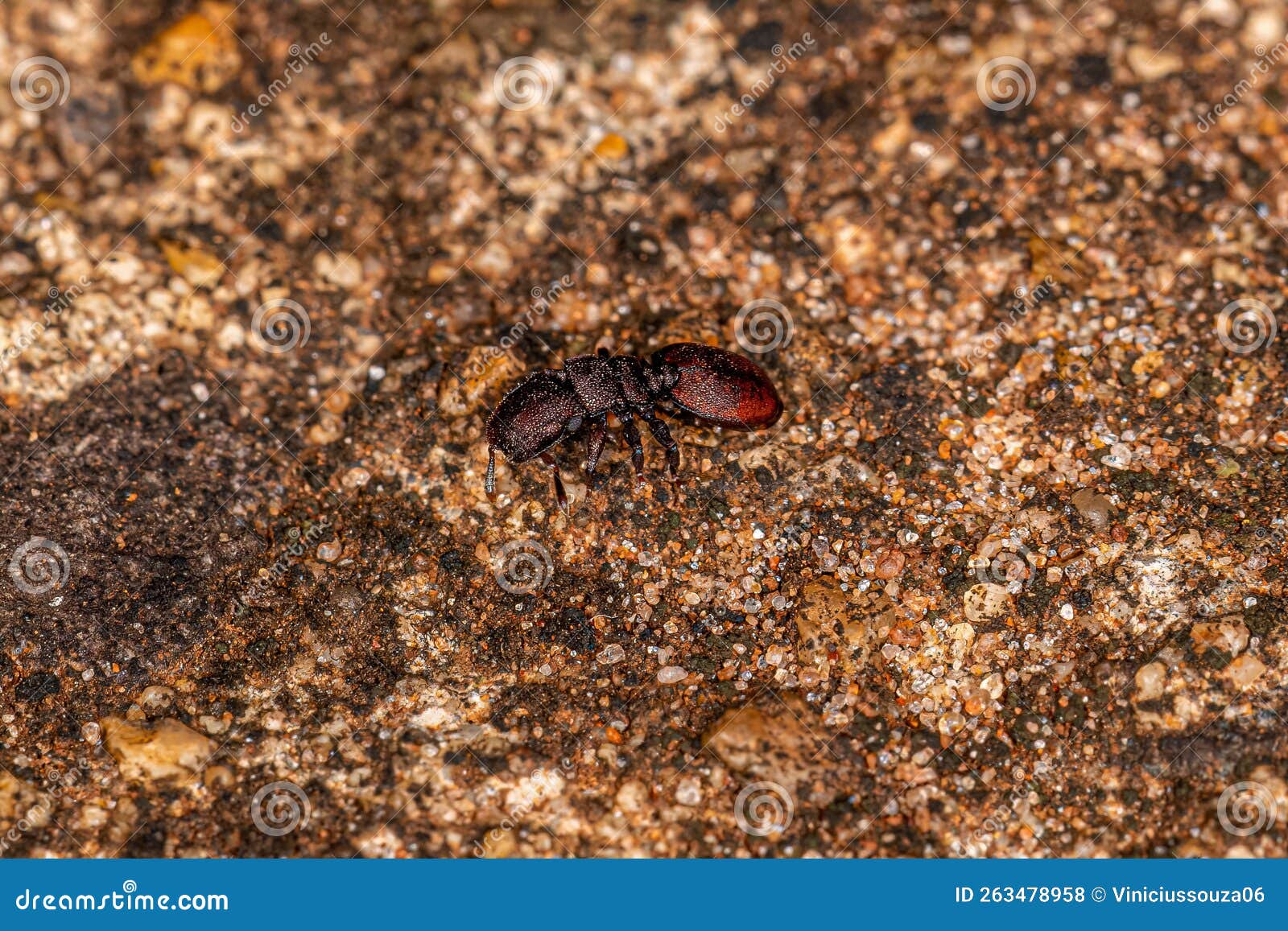 Adult Turtle Ant stock photo. Image of turtle, entomology - 263478958