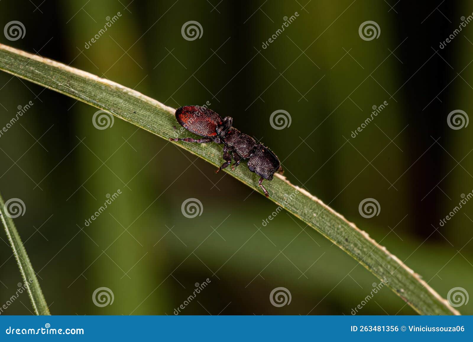 Adult Turtle Ant stock photo. Image of detail, hymenoptera - 263481356