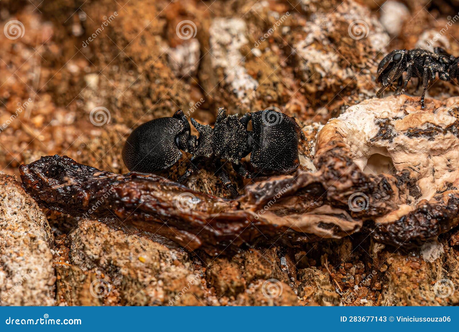 Adult Turtle Ant stock image. Image of macro, genus - 283677143