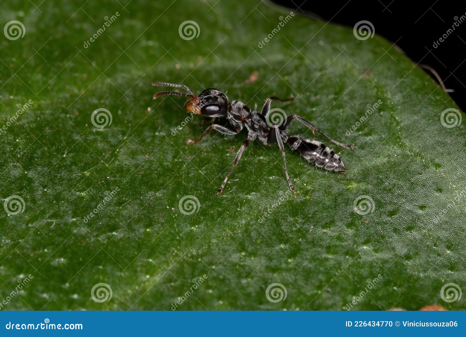 Adult Twig Ant stock photo. Image of hymenoptera, macro - 226434770