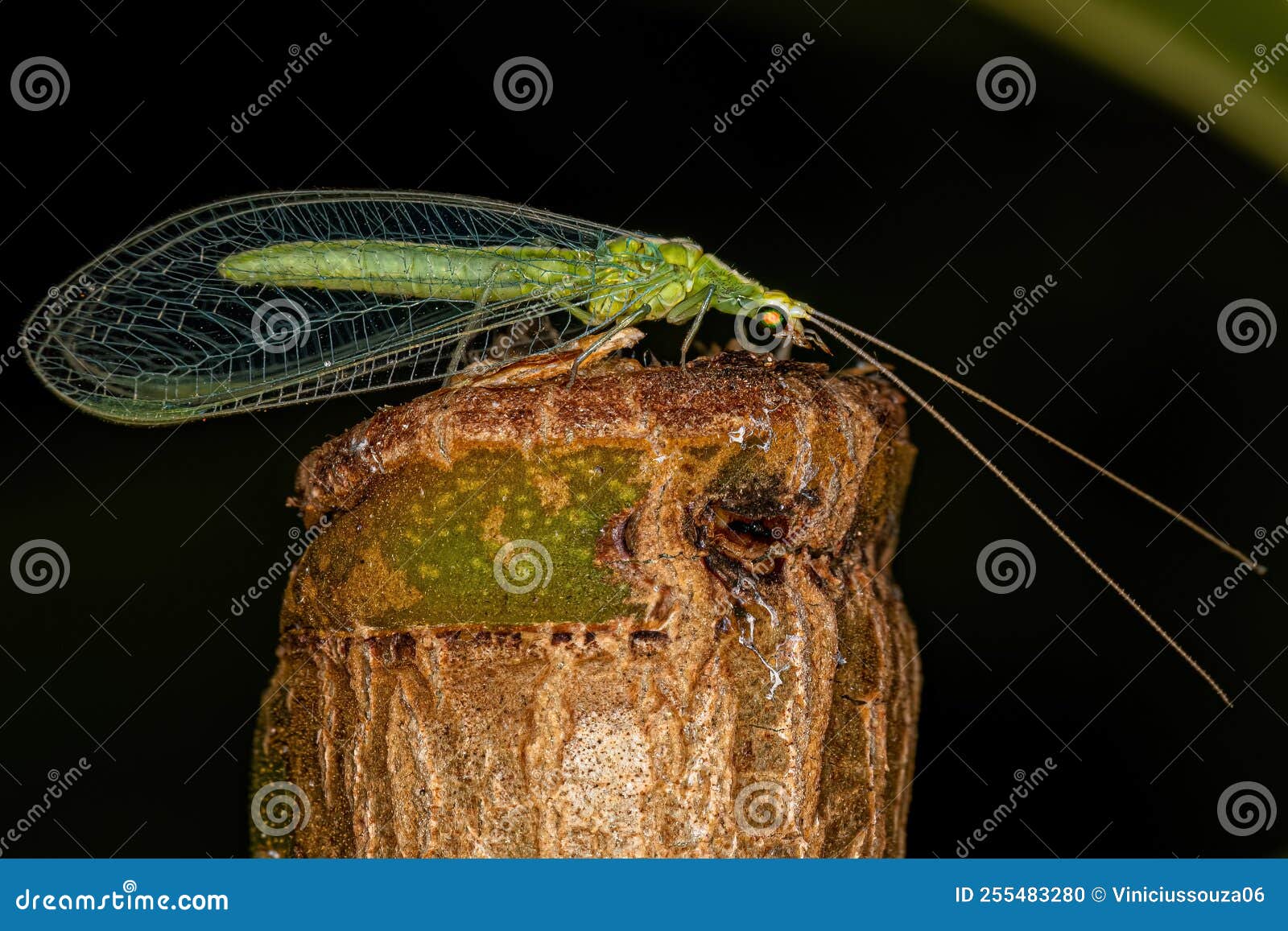 Adult Typical Green Lacewing Stock Photo - Image of lacewings, insect ...