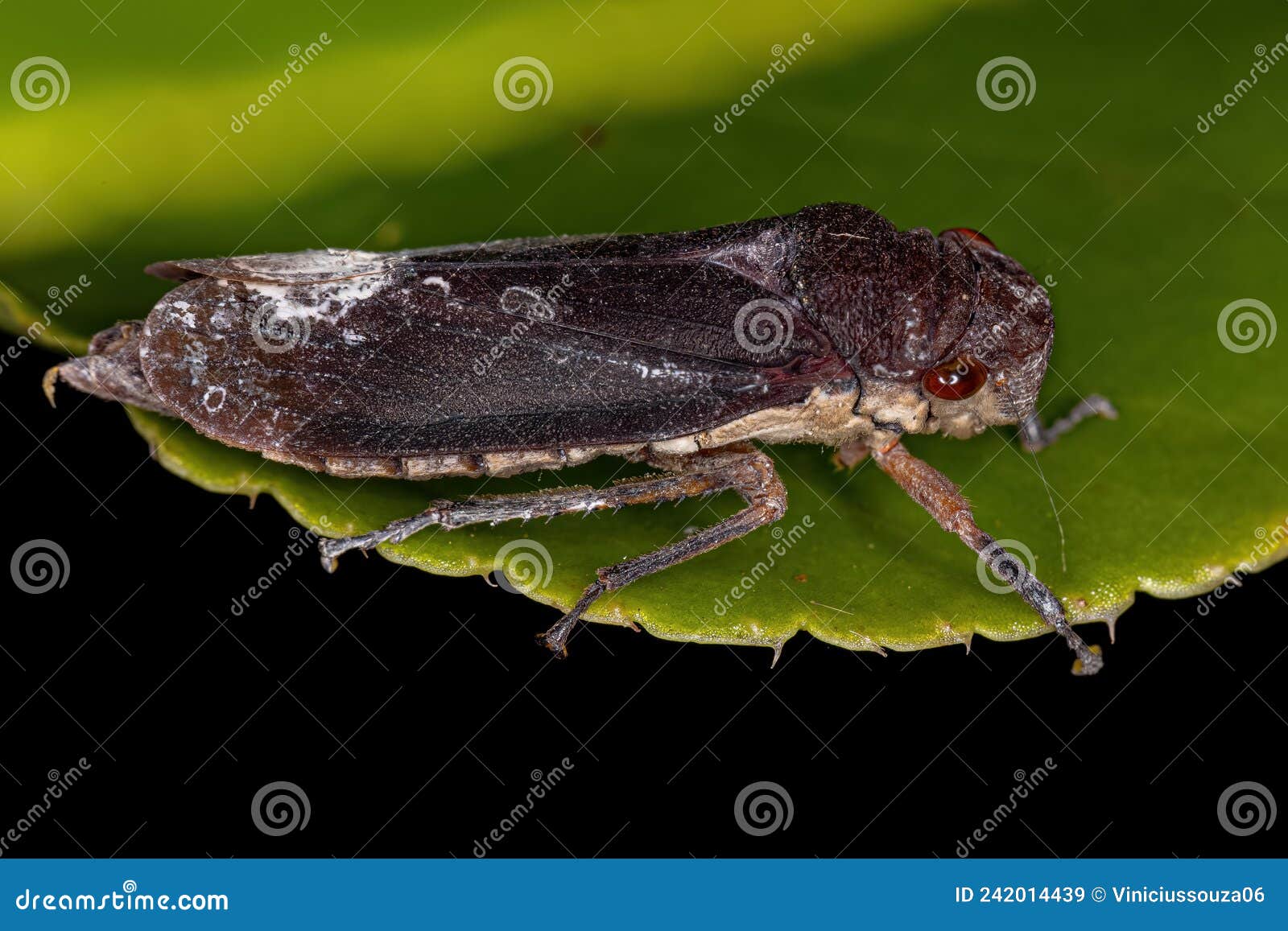 Adult Typical Leafhopper stock image. Image of pests - 242014439