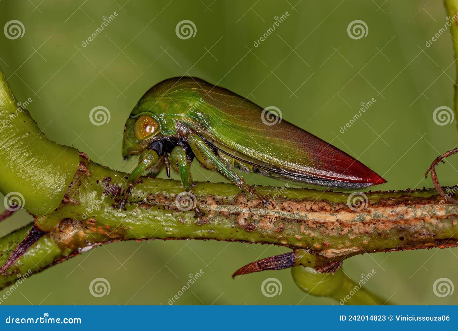 Two Typical Treehopper Insect Sitting On Top Of A Hairy Wild Vine Stem ...