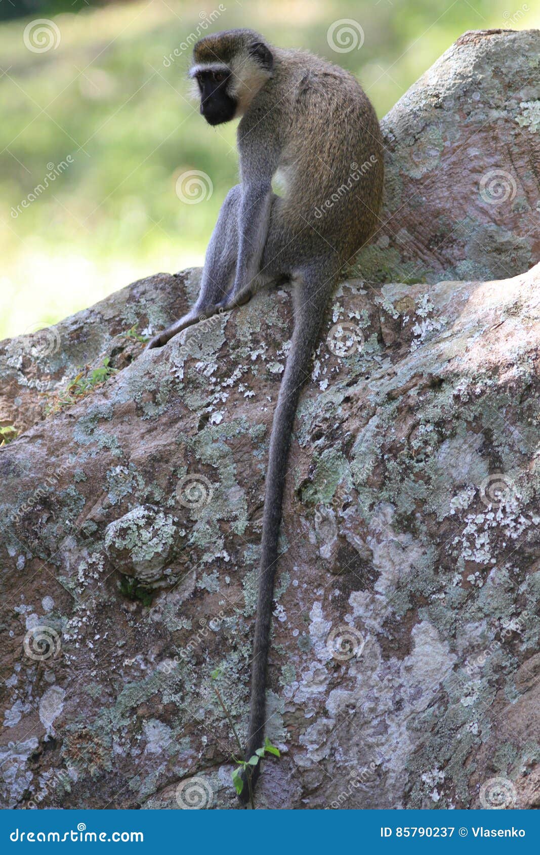 The adult Vervet monkey stock image. Image of chlorocebus - 85790237