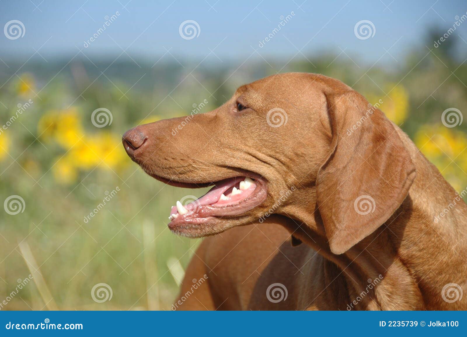 Adult Vizsla Head - Side View Stock Image - Image of vizsla, purebred ...