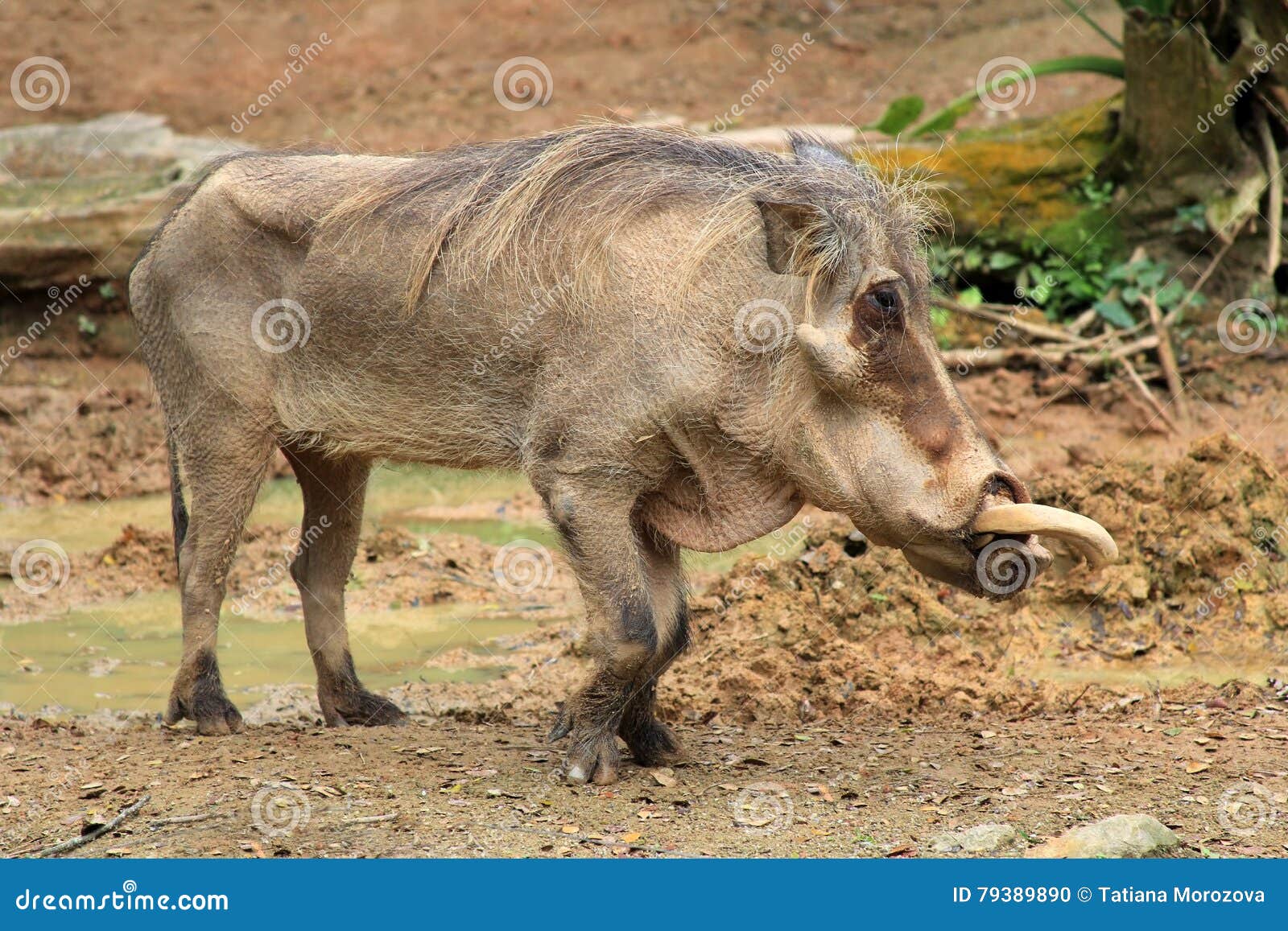Adult warthog stock photo. Image of portrait, boar, common - 79389890