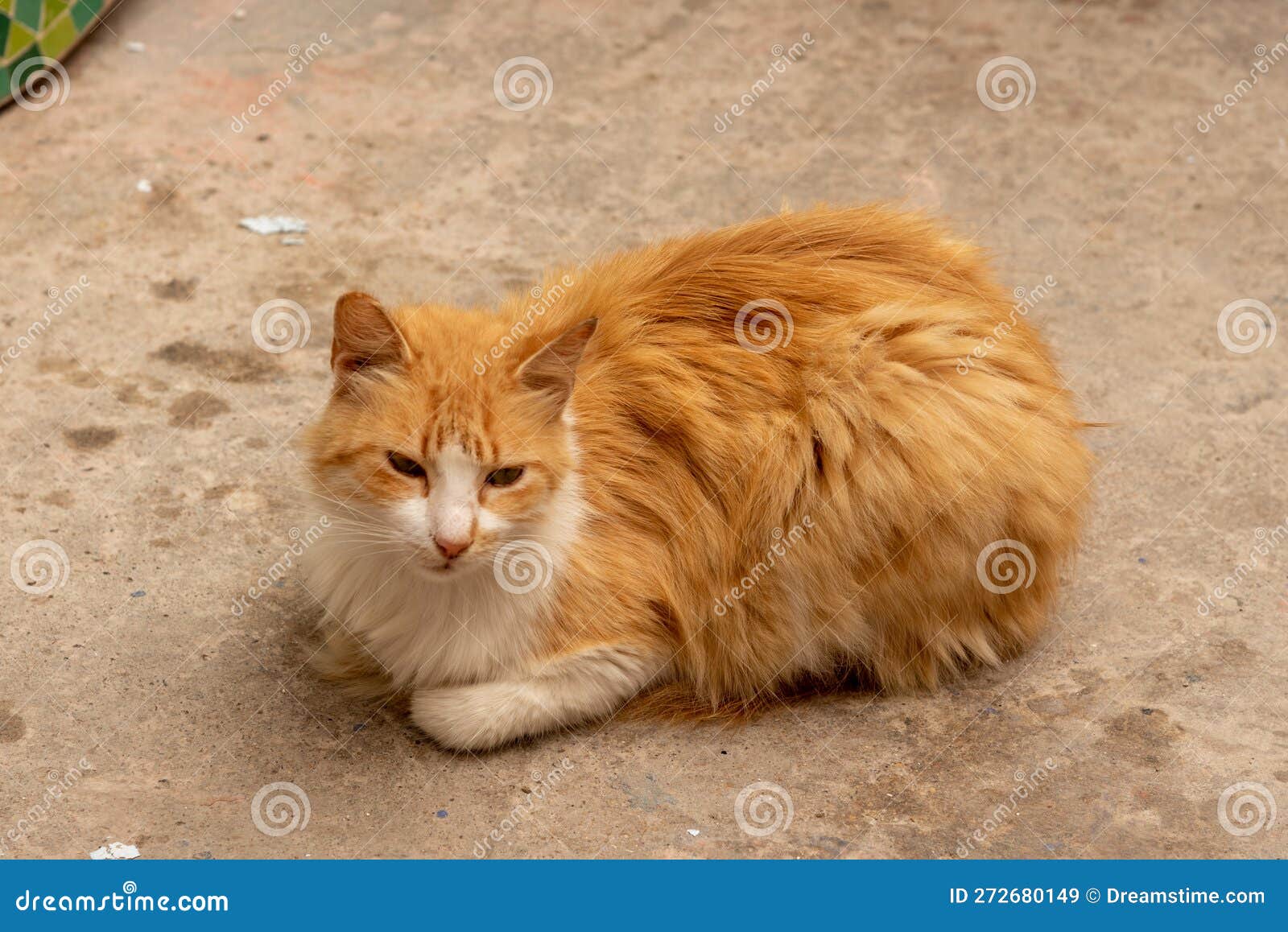 Adult White and Beige Cat Sat in the Floor Stock Image - Image of nose ...