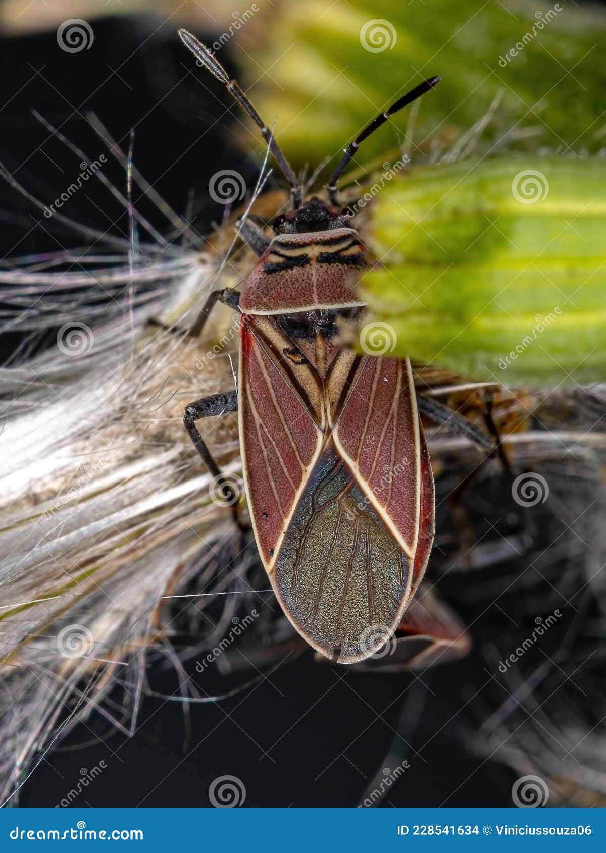 Adult White-crossed Seed Bug Stock Photo - Image of lygaeidae ...