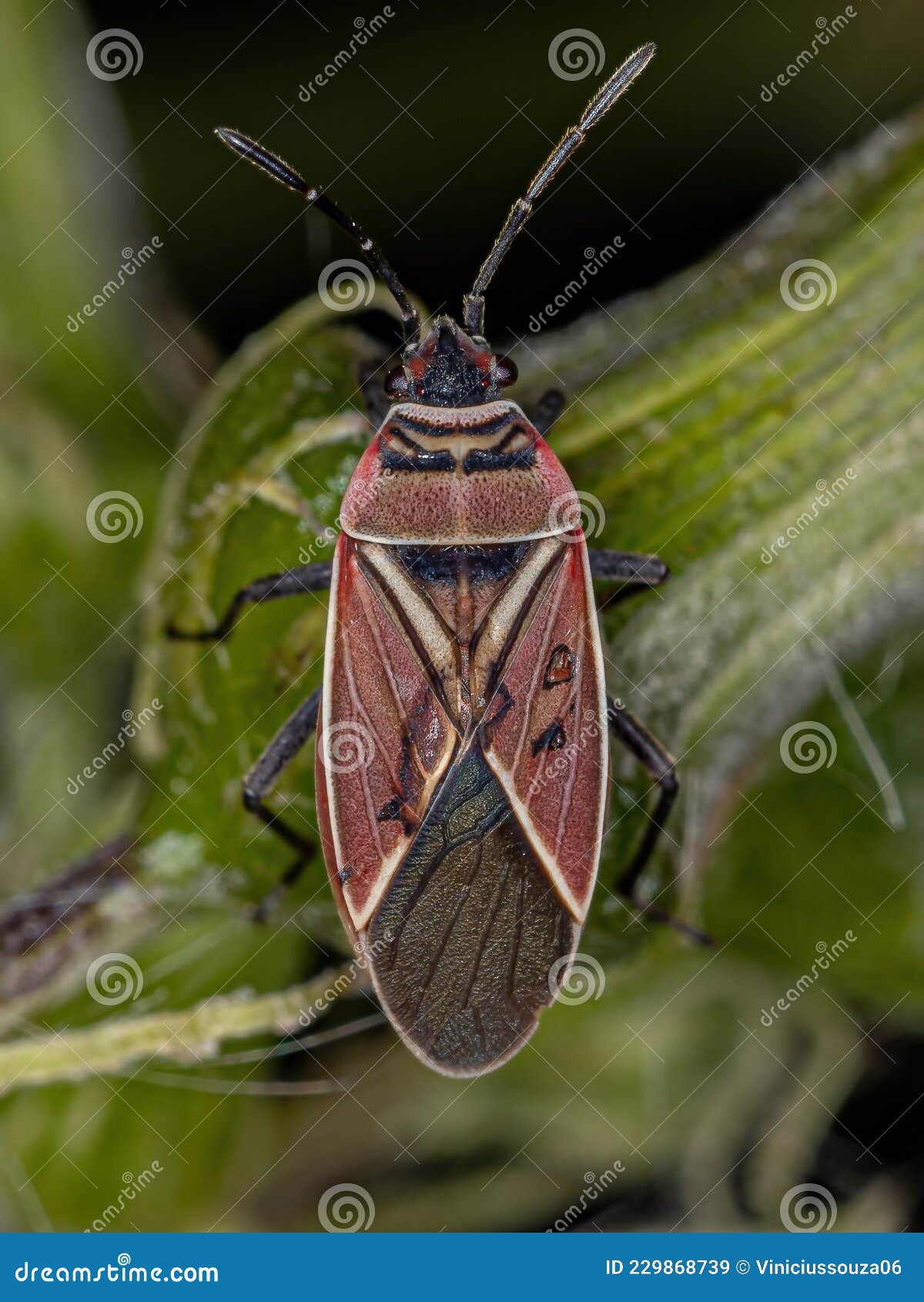 Adult White-crossed Seed Bug Stock Image - Image of bicrucis ...