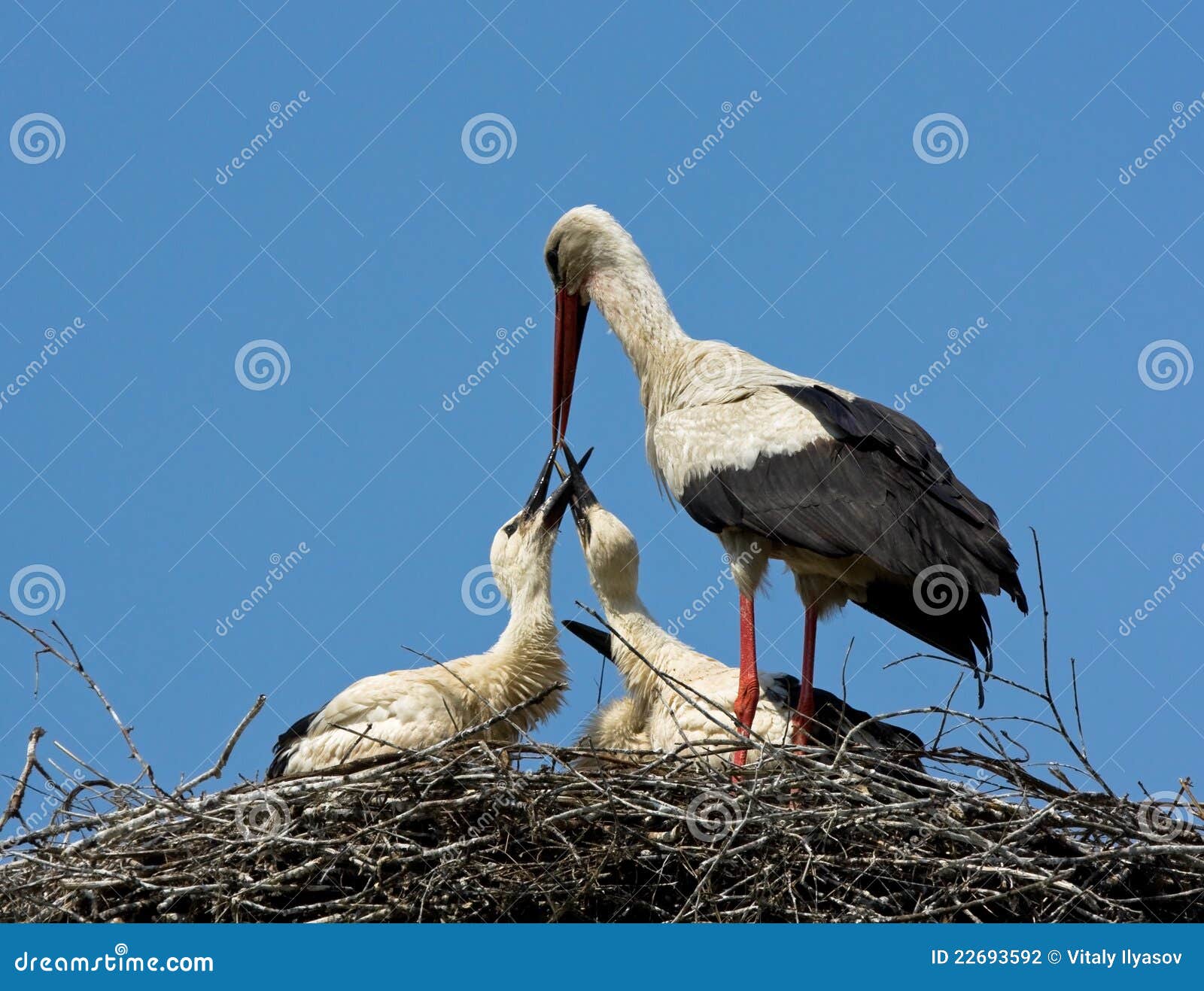 Adult White Storks Feeding Chicks Stock Photo - Image of care, stick ...