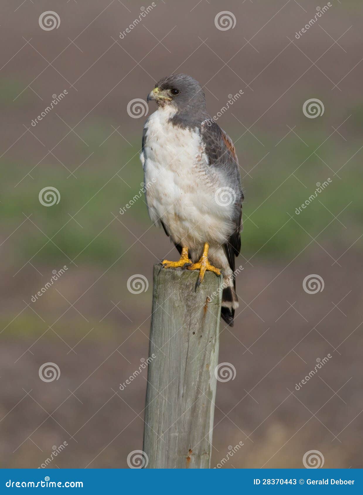 Adult White-tailed Hawk stock image. Image of birdwatching - 28370443