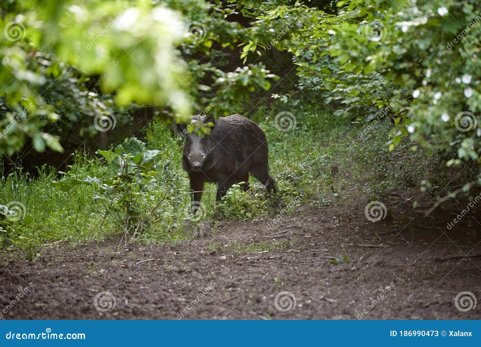 Adult wild boar stock image. Image of adult, damaging - 186990473