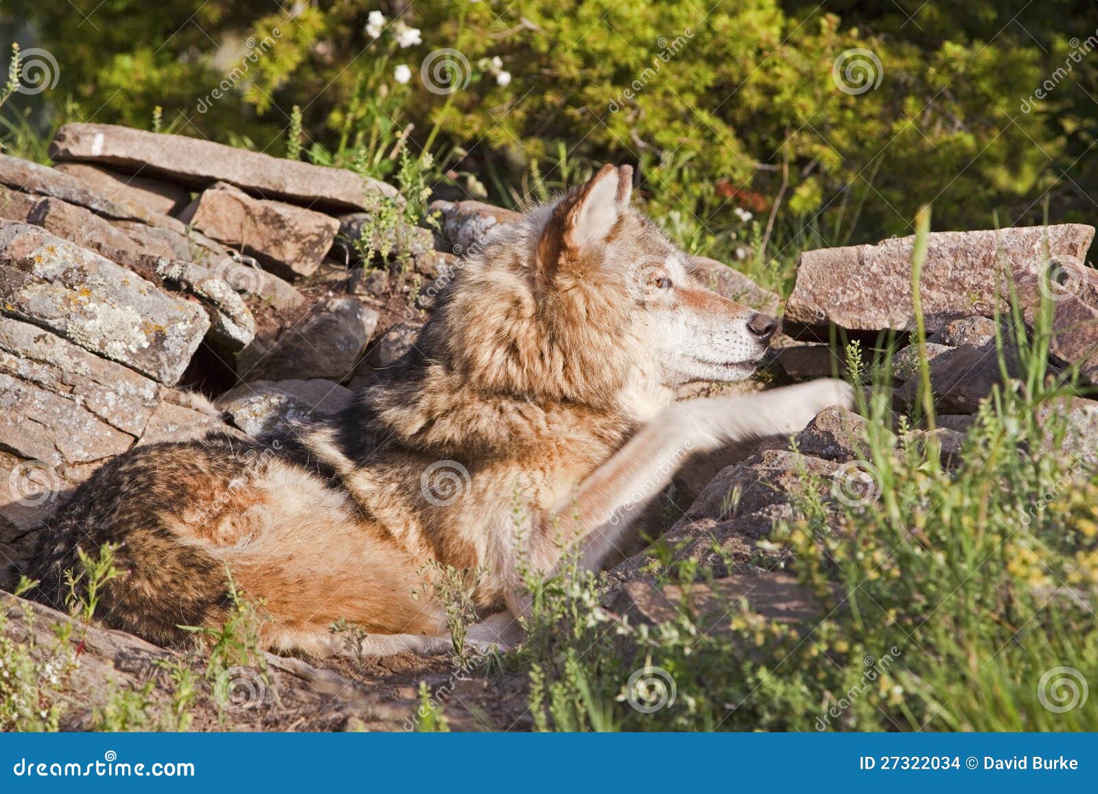 Adult Timber Wolf Lying in Rock Den Stock Photo - Image of canis, rocks ...