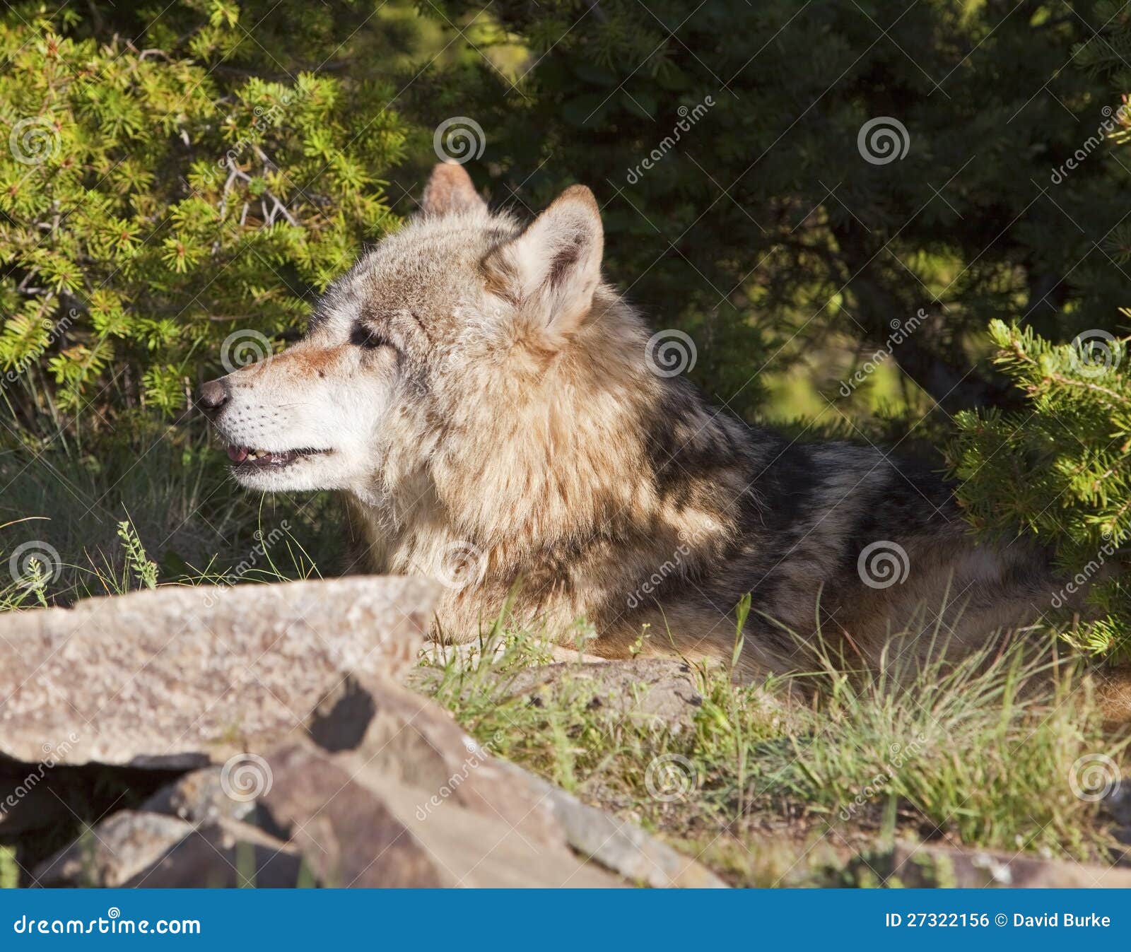 Adult Wolf Lying Under a Tree Stock Photo - Image of limestone ...