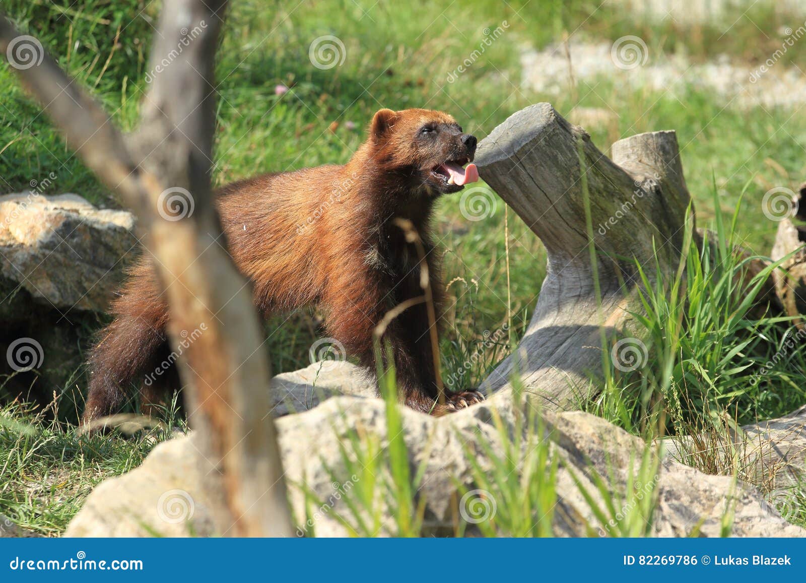 Wolverine stock photo. Image of mammal, adult, european - 82269786