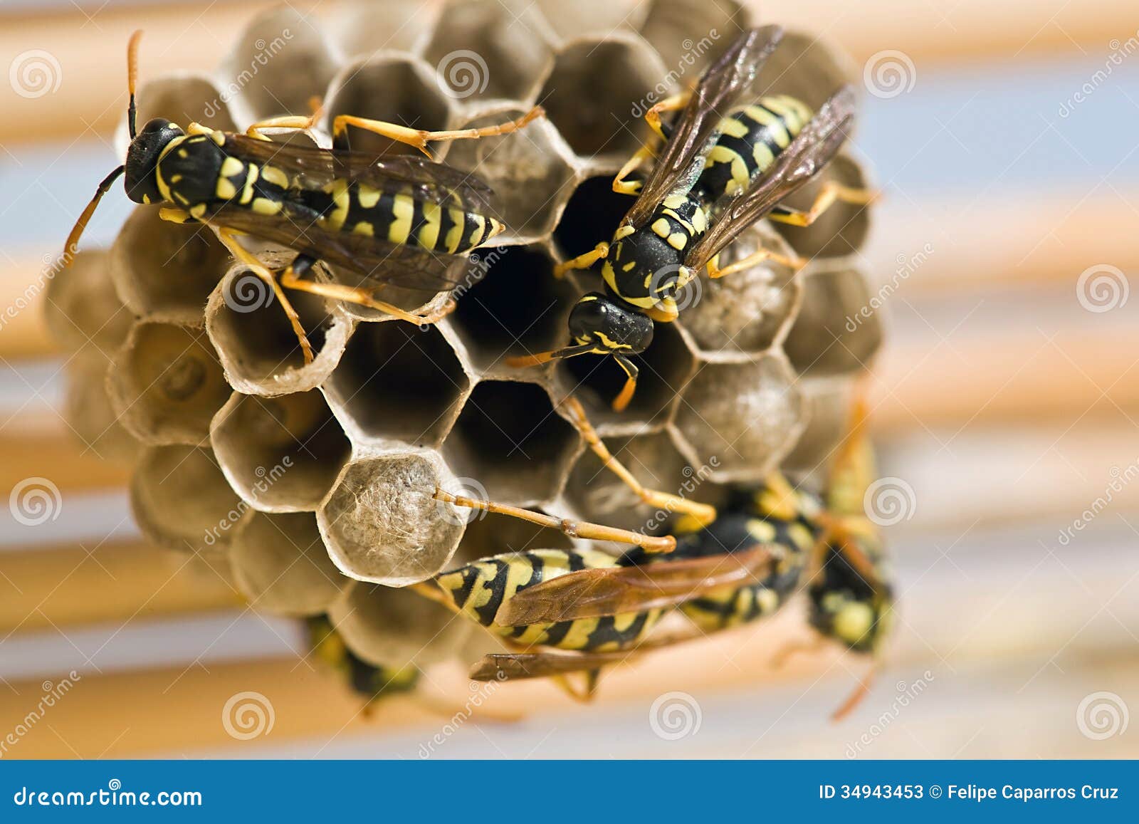 Adult Yellow Jacket Wasps and Larvae on a Large Nest Stock Image ... Adult Yellow Jacket Wasps and Larvae on a Large Nest Stock Image ...
