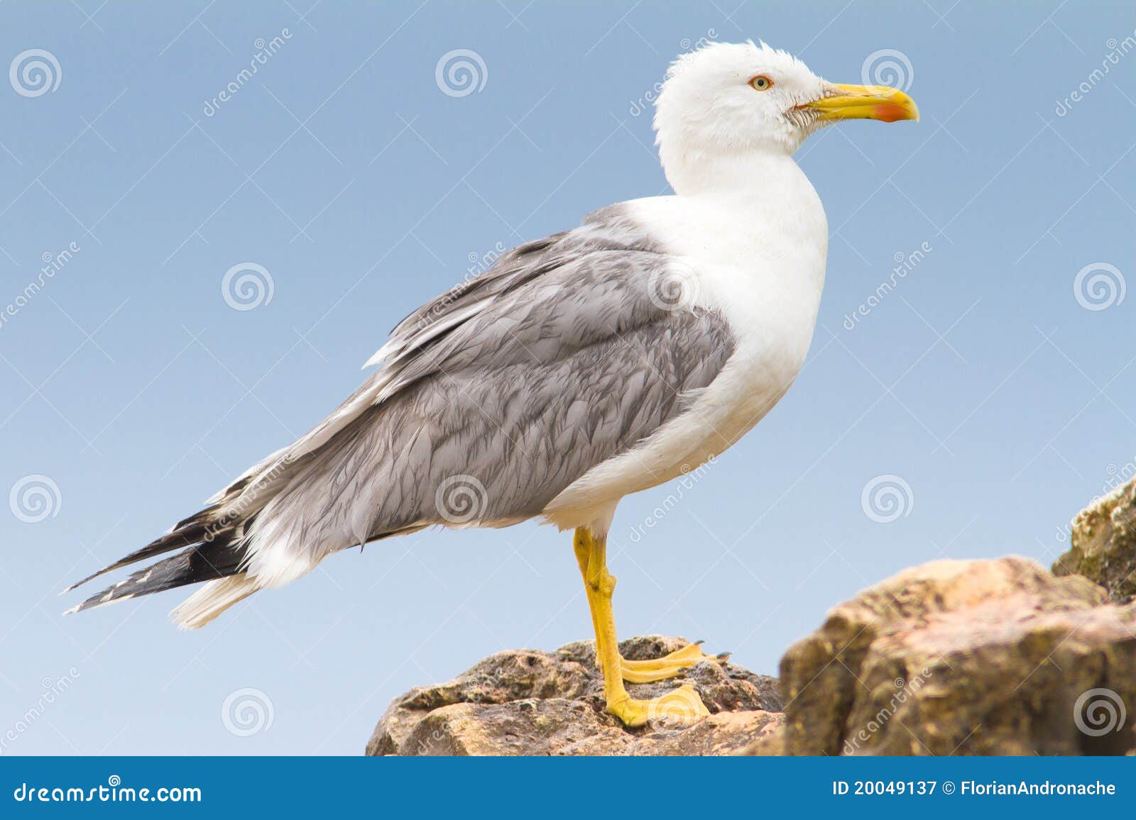 An Adult of Yellow Legged-gull / Larus Cachinnans Stock Image - Image ...