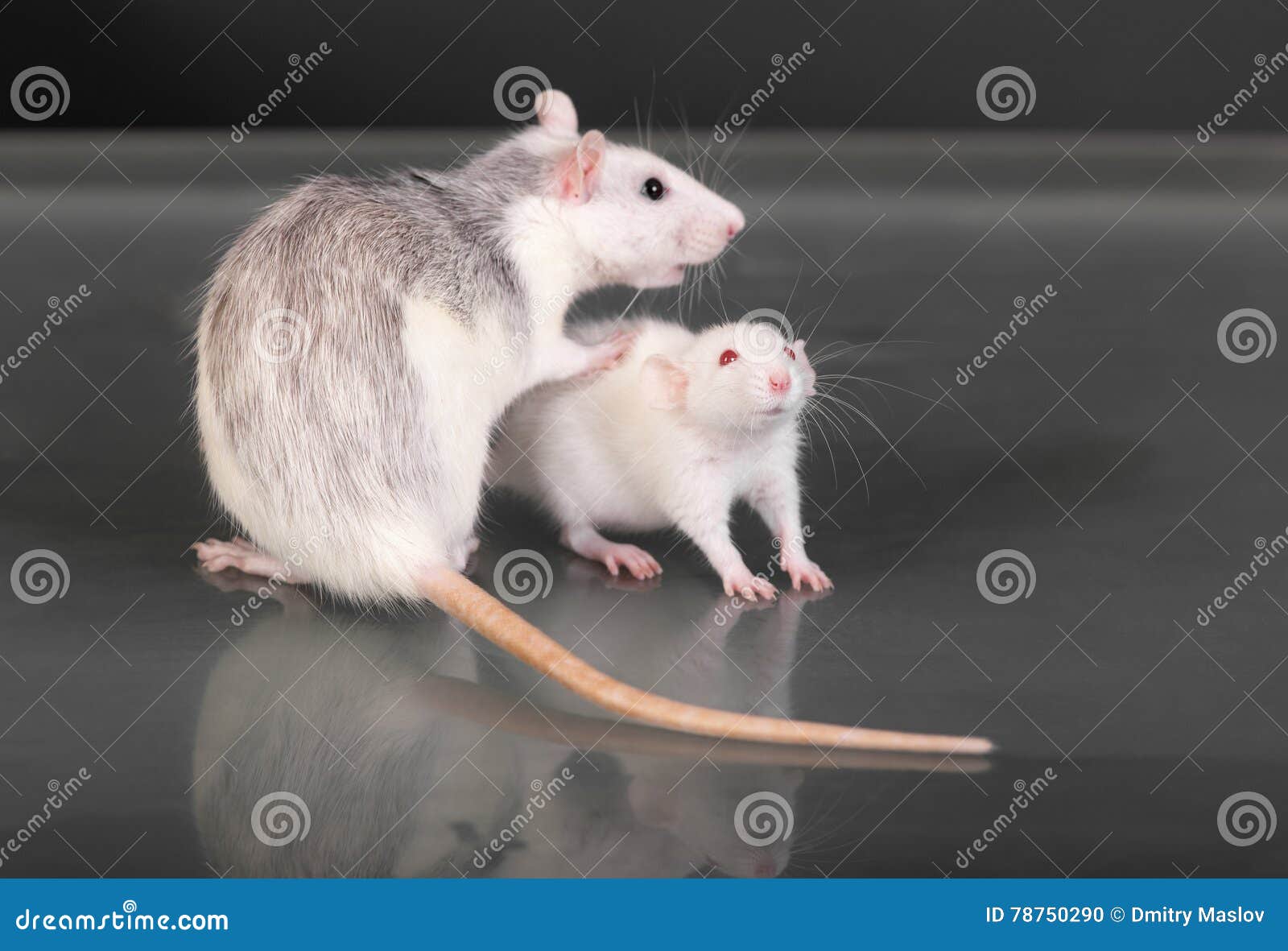 Adult and young rats stock photo. Image of closeup, reflection - 78750290