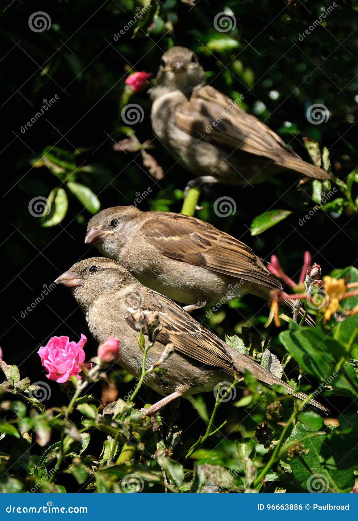 5 Young Sparrows Sitting On An Old Fence Royalty-Free Stock Photography ...