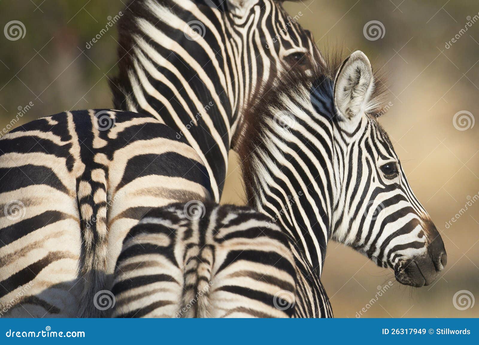 Adult and young zebra stock image. Image of zebra, portrait - 26317949