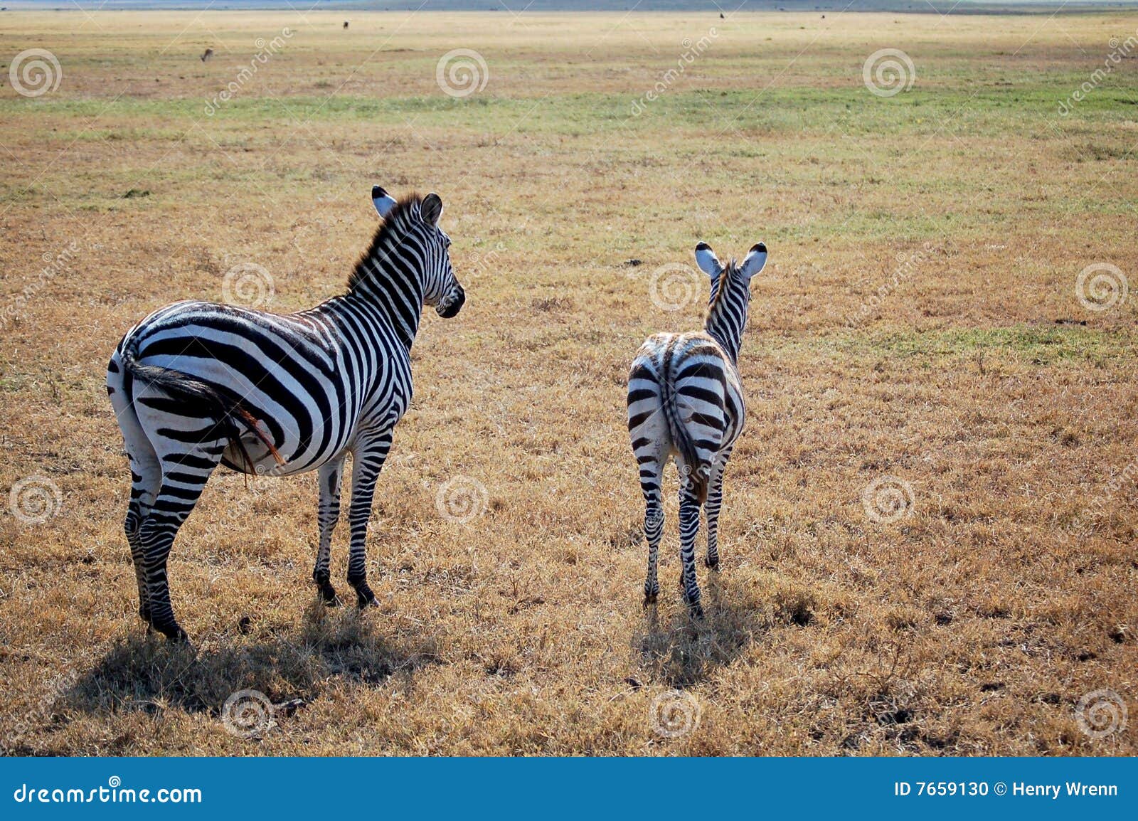 An adult and young zebra stock photo. Image of nature - 7659130