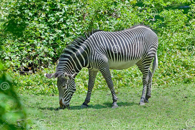 Adult Zebra stock photo. Image of mane, stripy, strip - 14350880