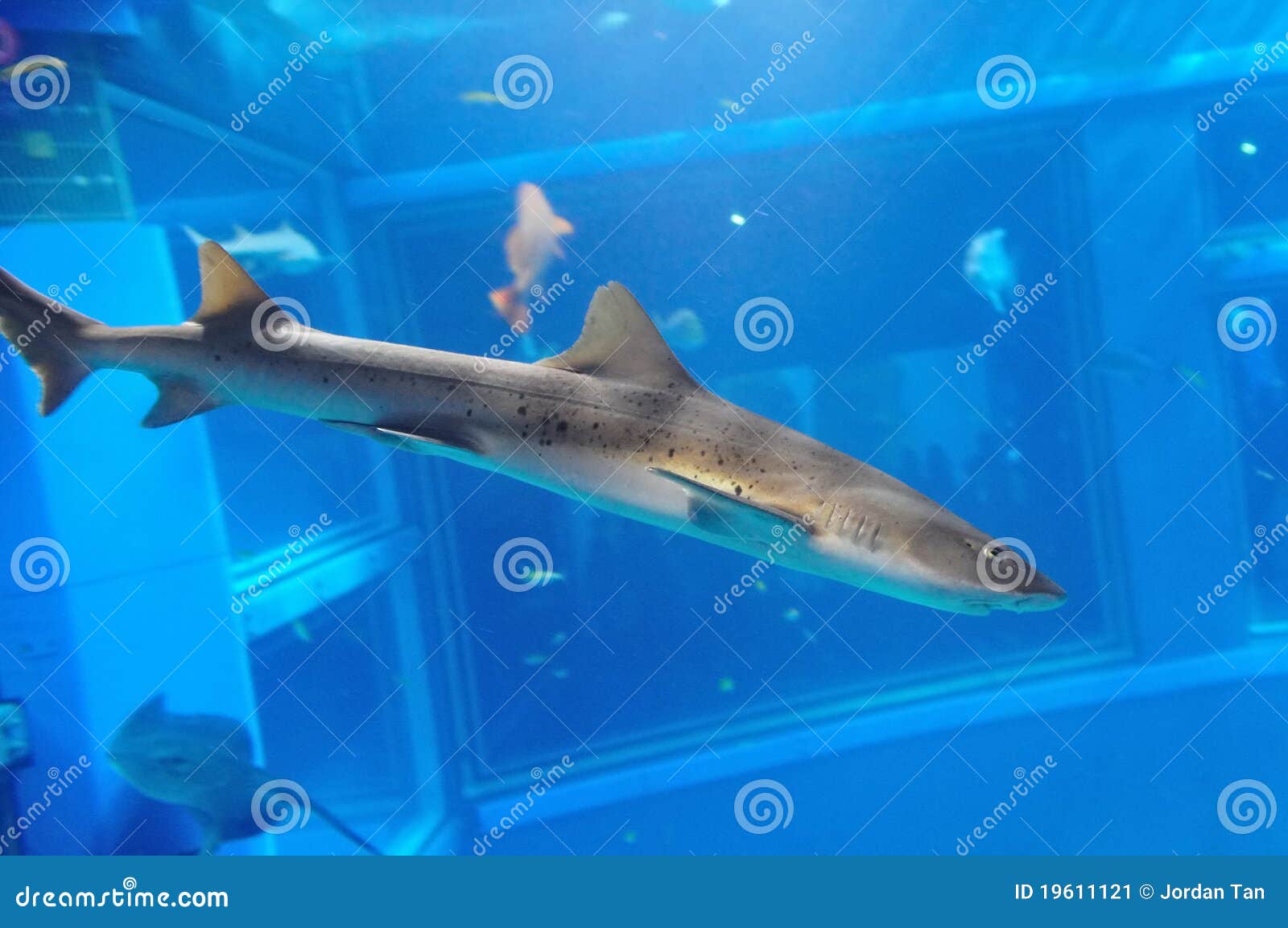Adult zebra shark stock image. Image of japan, zebra - 19611121